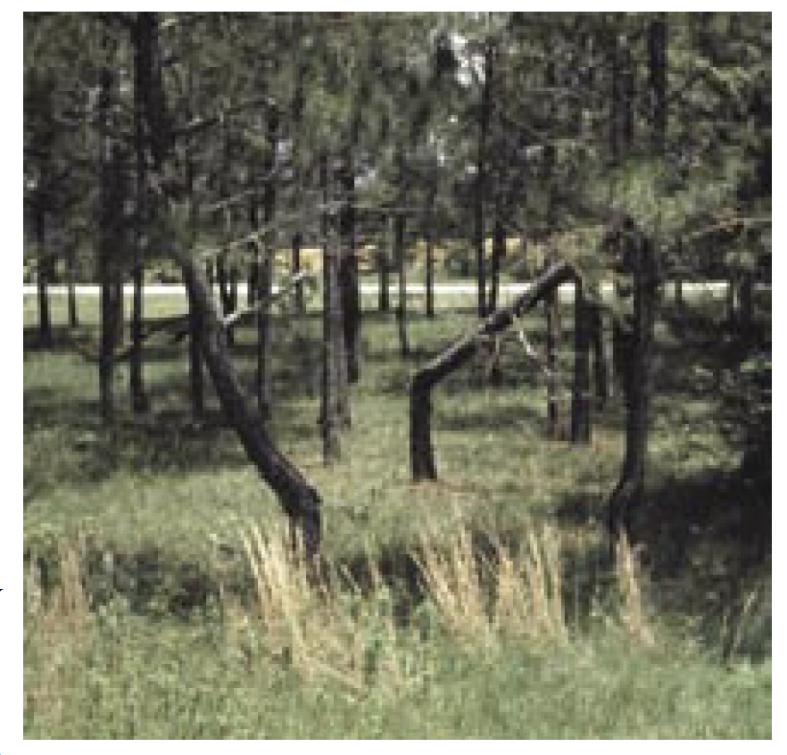 Managing Fusiform Rust on Loblolly and Slash Pine in Forest and ...