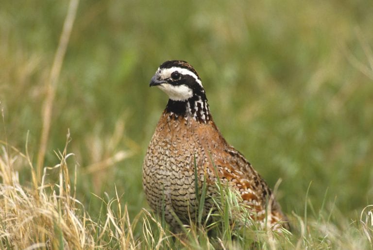 Bobwhite Quail Embryo Development - Alabama Cooperative Extension System