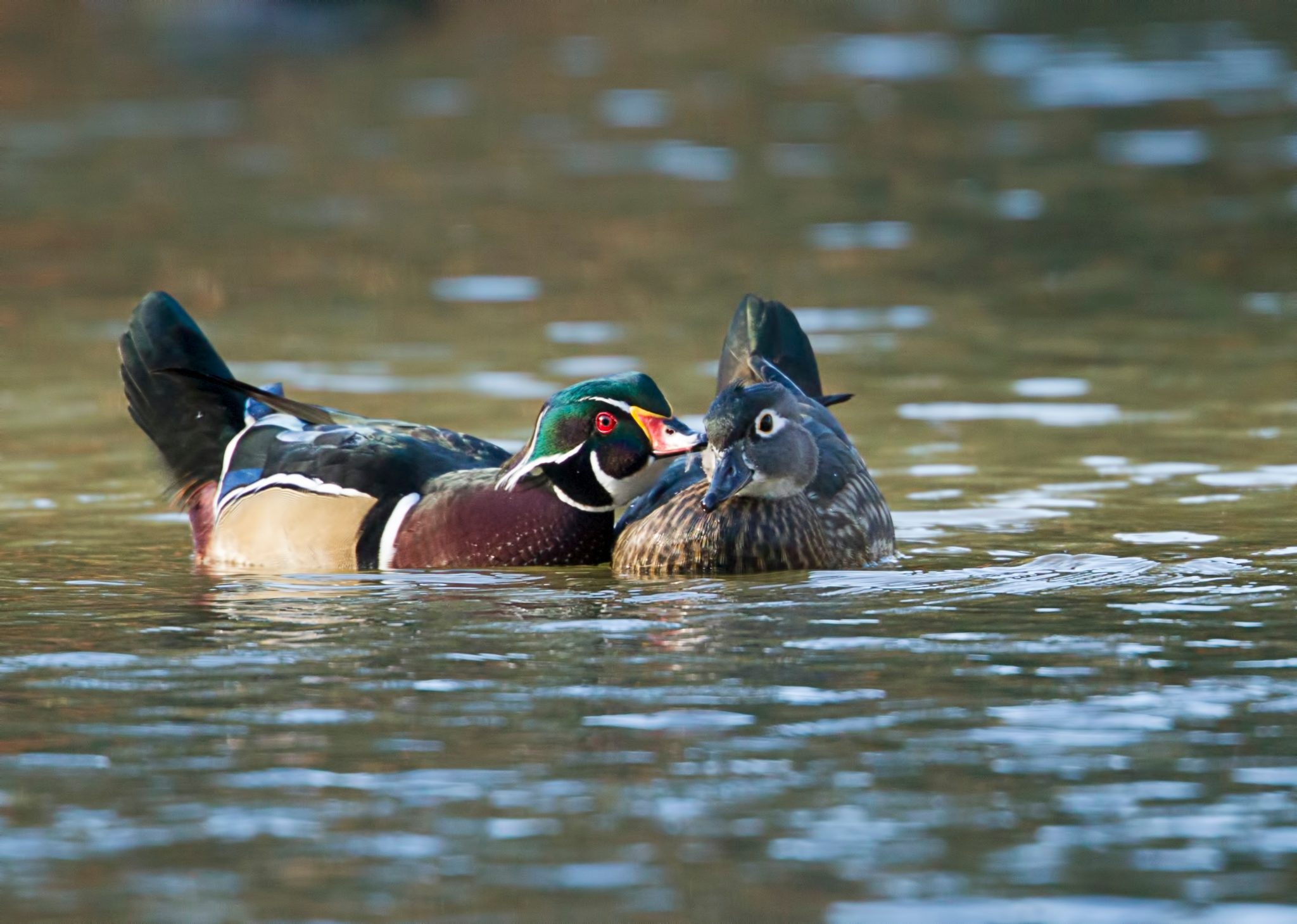 Forestry & Wildlife - Alabama Cooperative Extension System