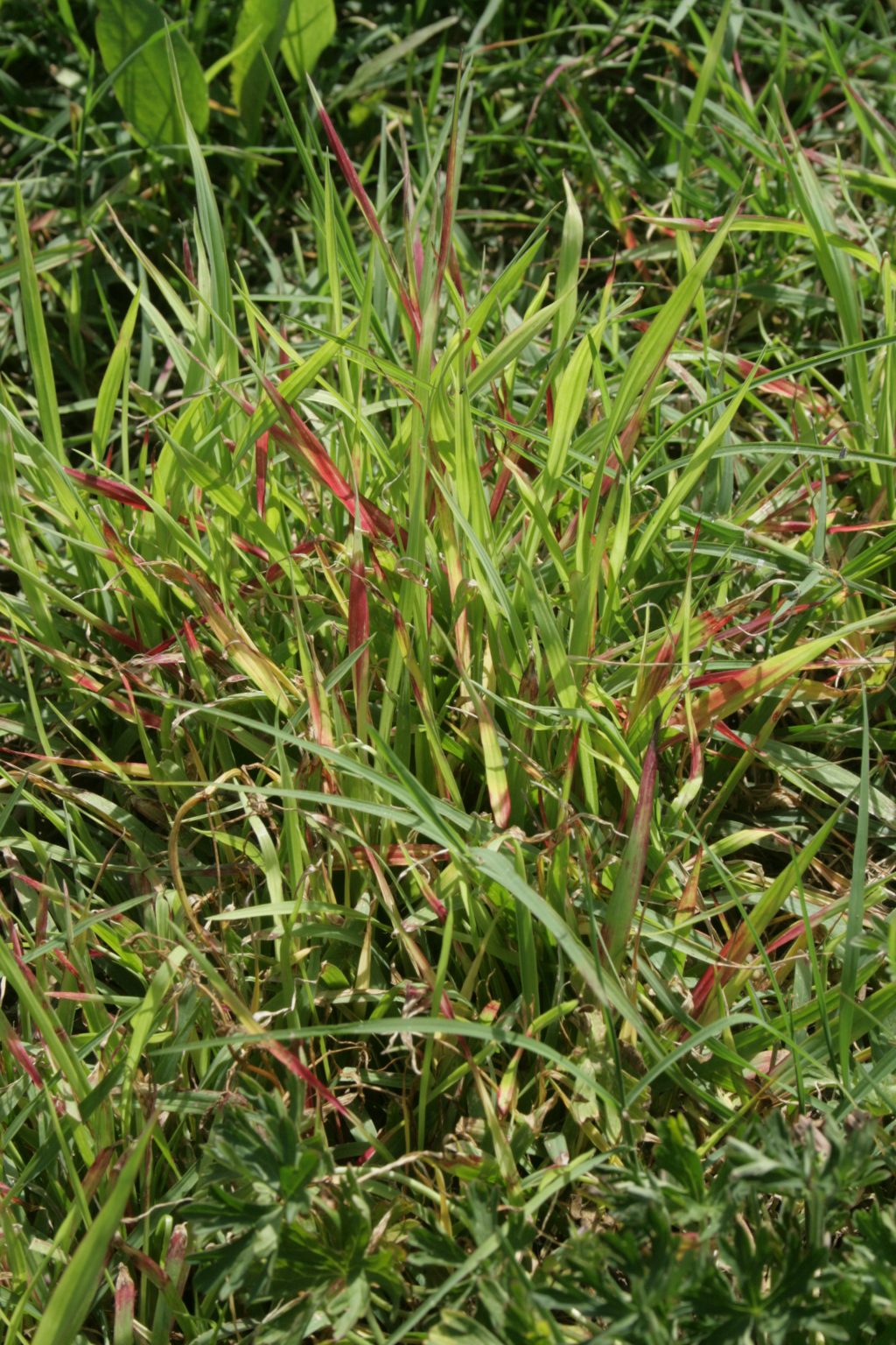 Facet® L Herbicide Frequently Asked Questions - Alabama Cooperative ...