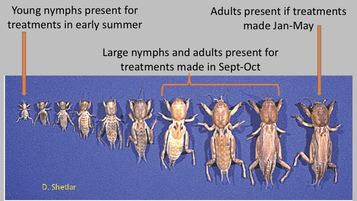 Biology and Control of Mole Crickets - Alabama Cooperative Extension System