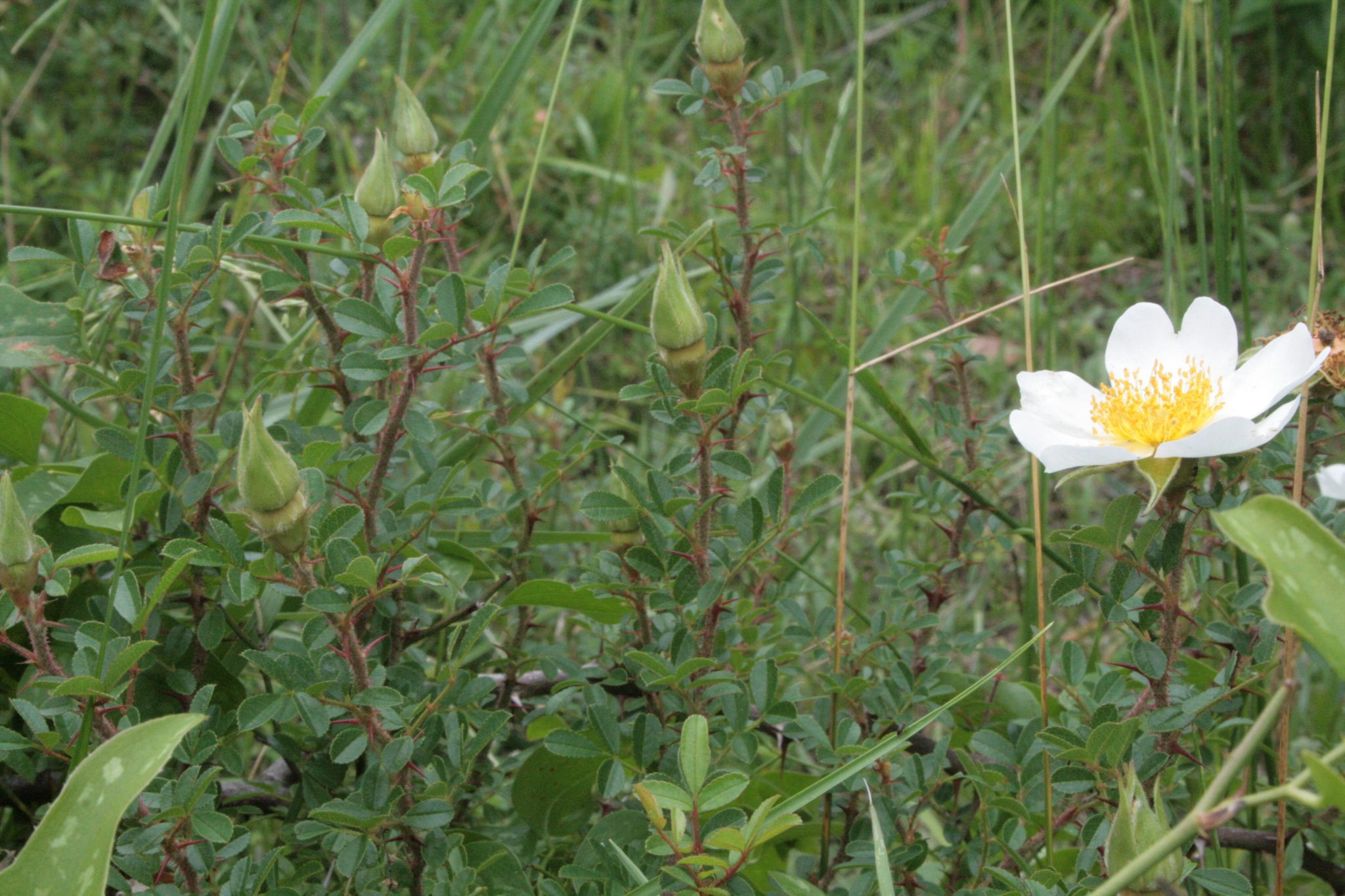 Control Recommendations for Macartney Rose - Alabama Cooperative ...