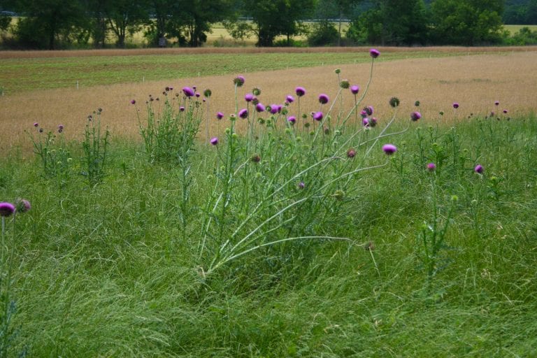 Thistle Control in Pastures and Hayfields - Alabama Cooperative ...