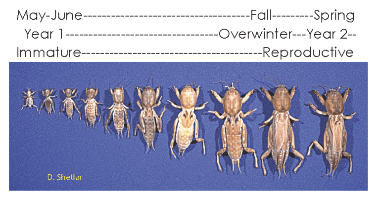Biology and Control of Mole Crickets - Alabama Cooperative Extension System
