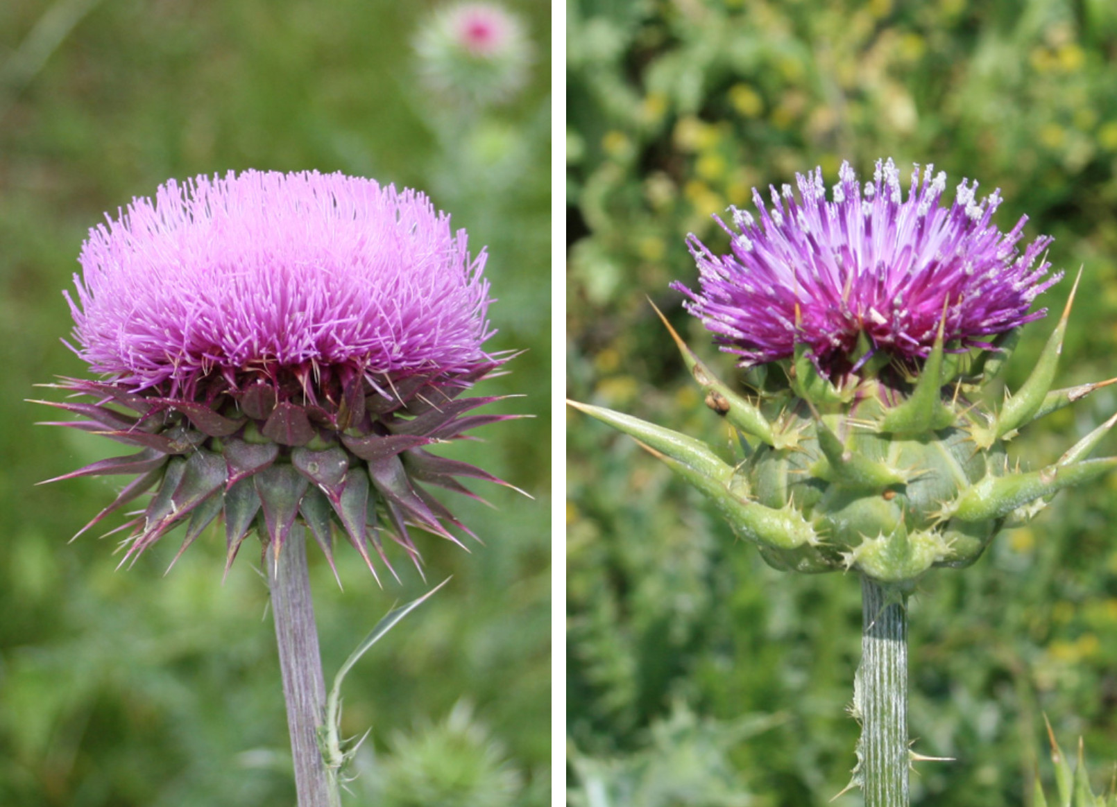 Thistle Control in Pastures and Hayfields - Alabama Cooperative ...