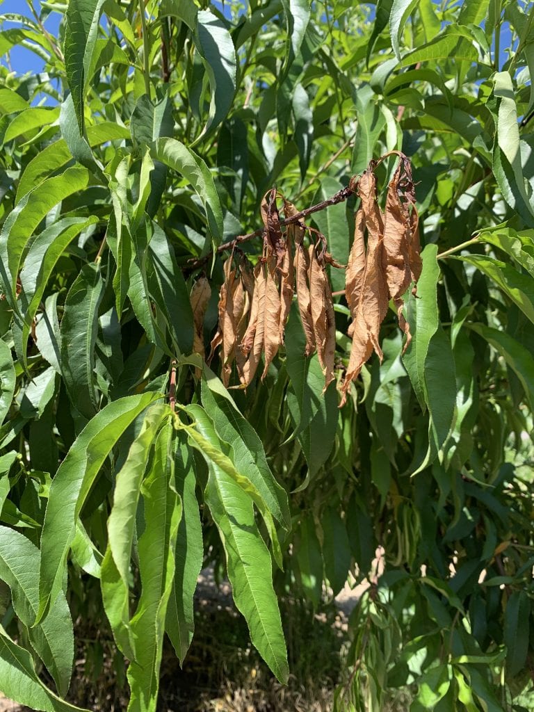 Disease Alert: Phomopsis Twig Blight Common on Peaches this Spring ...