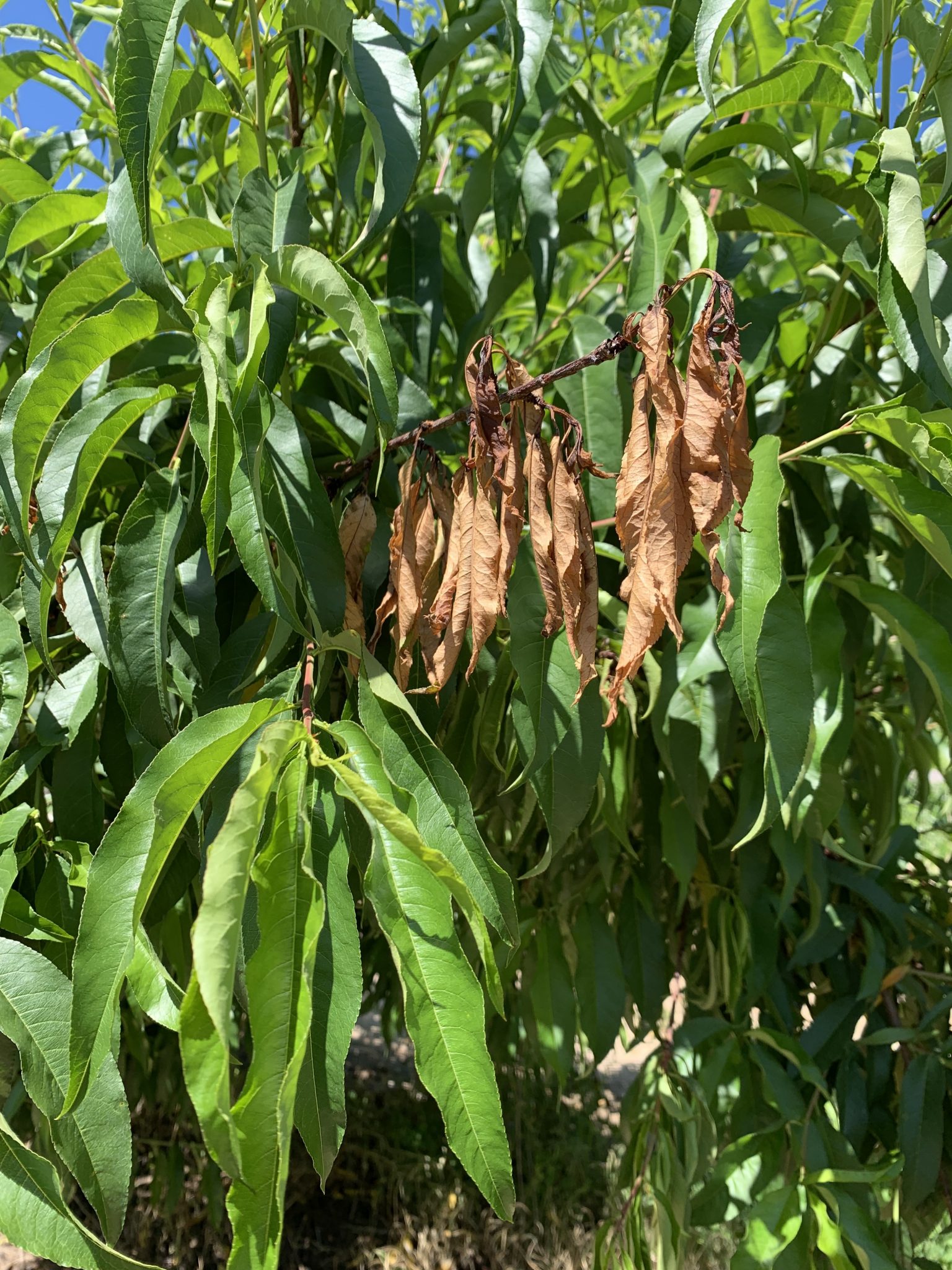 Disease Alert: Phomopsis Twig Blight Common on Peaches this Spring ...