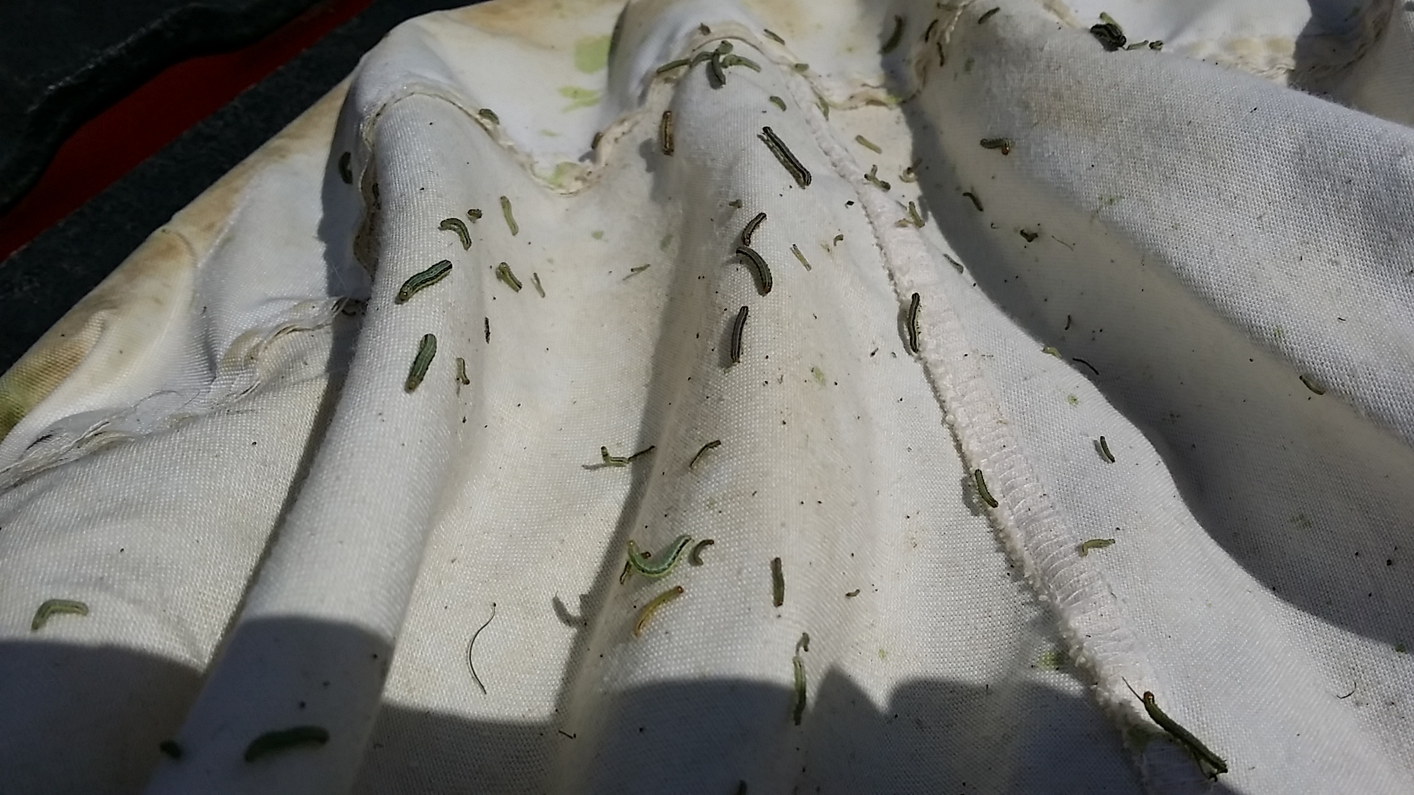 Management of Fall Armyworm in Pastures and Hayfields - Alabama ...