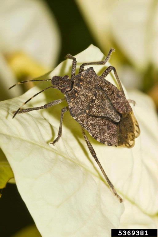 Unwelcome House Guests in Fall: Invasive Insect Pests - Alabama ...