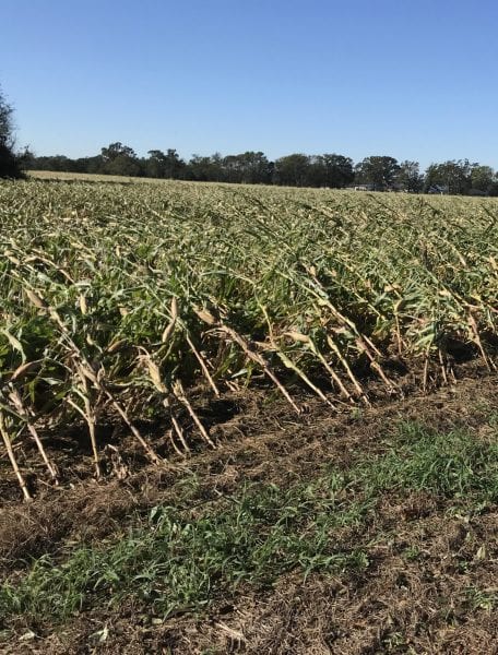 Food Safety for Southern U.S. Food Crop Producers After Flooding ...