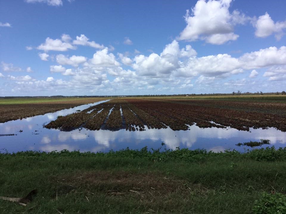 Food Safety for Southern U.S. Food Crop Producers After Flooding ...
