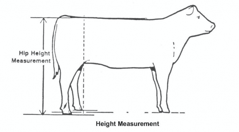 Beef Cattle Performance Record Keeping - Alabama Cooperative Extension ...