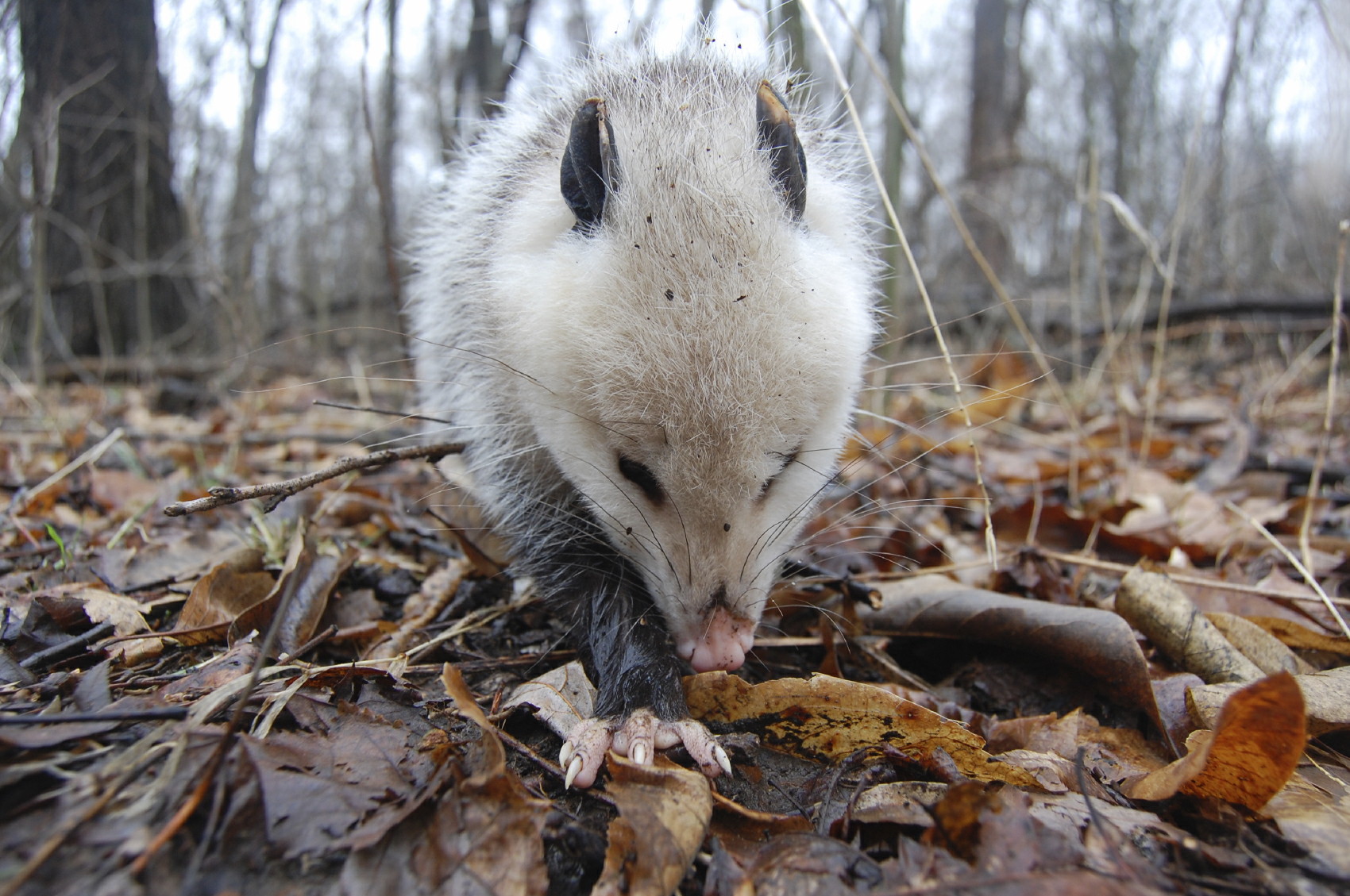 Virginia Opossum: Our Only Native Marsupial - Alabama Cooperative ...