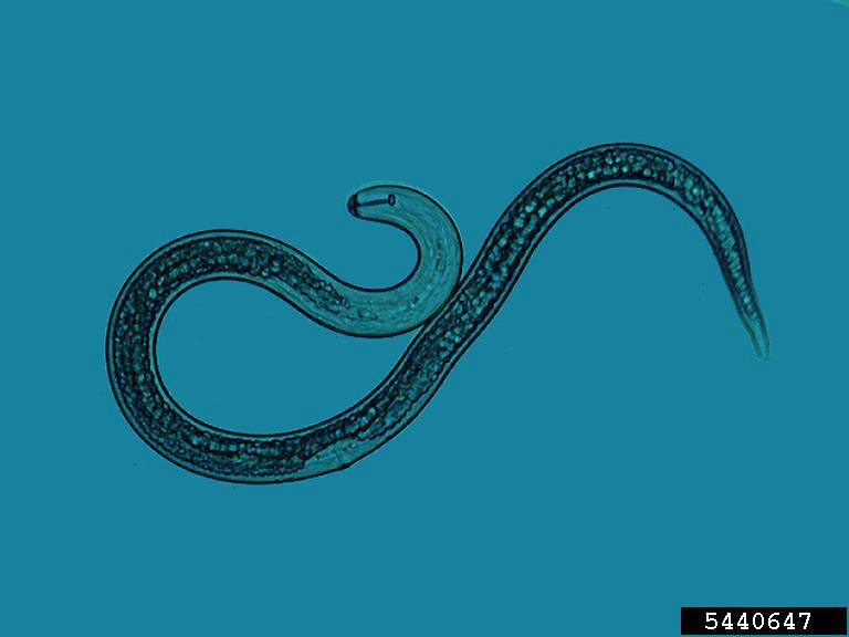 Collecting Soil and Root Samples for Nematode Analysis - Alabama ...