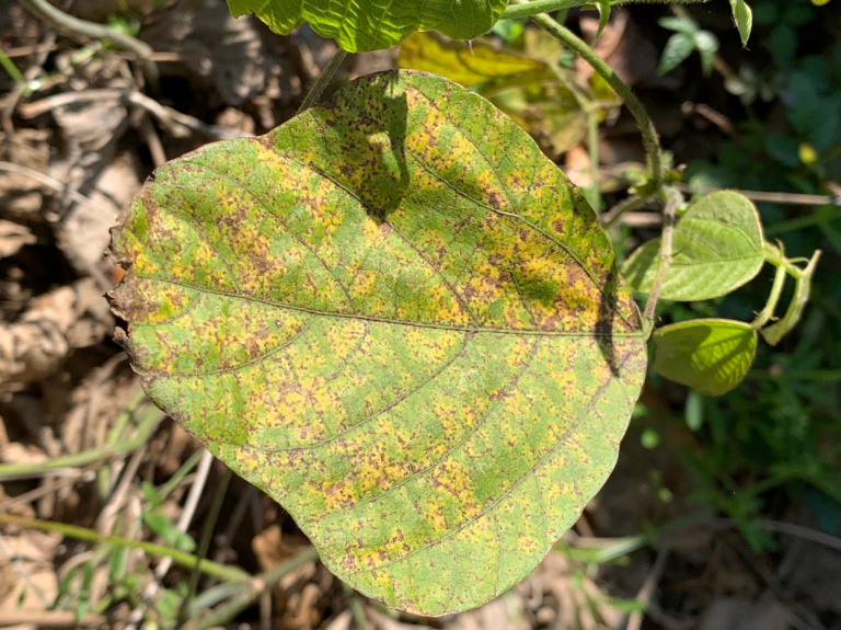 Soybean Rust Can Overwinter on Kudzu - Alabama Cooperative Extension System
