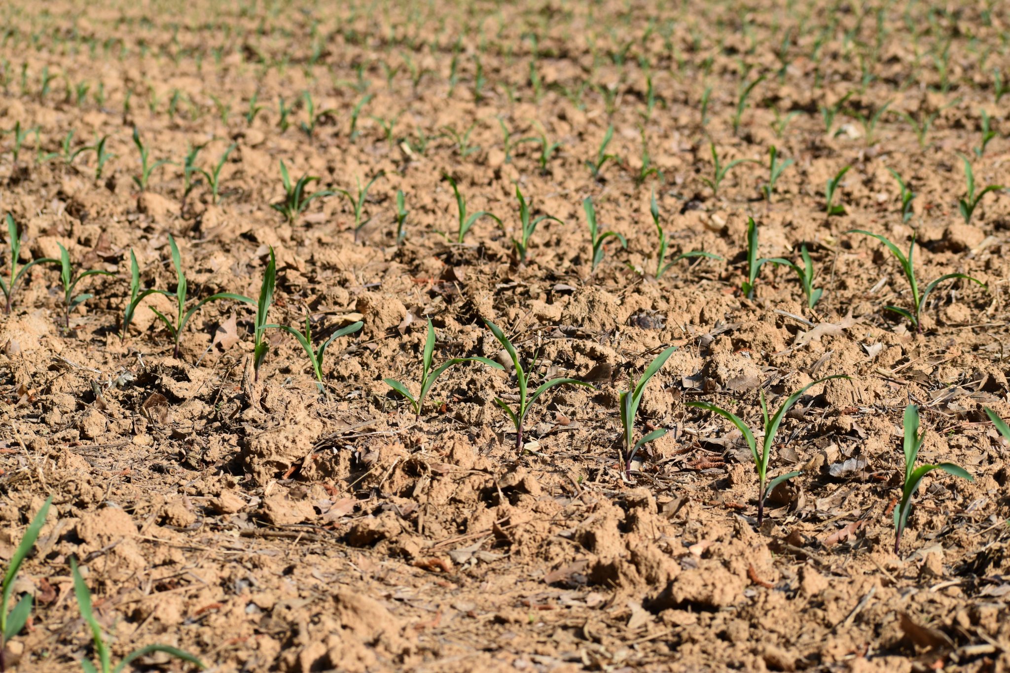 Alabama Crops Report Newsletter - Alabama Cooperative Extension System