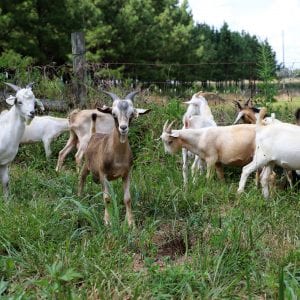 Advantages of Using Forestland for Meat Goat Production - Urban Ag ...