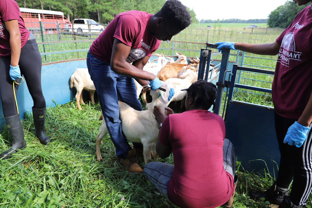Advantages of Using Forestland for Meat Goat Production - Urban Ag ...