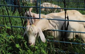 Ground Covers for Alabama Landscapes - Home Grounds