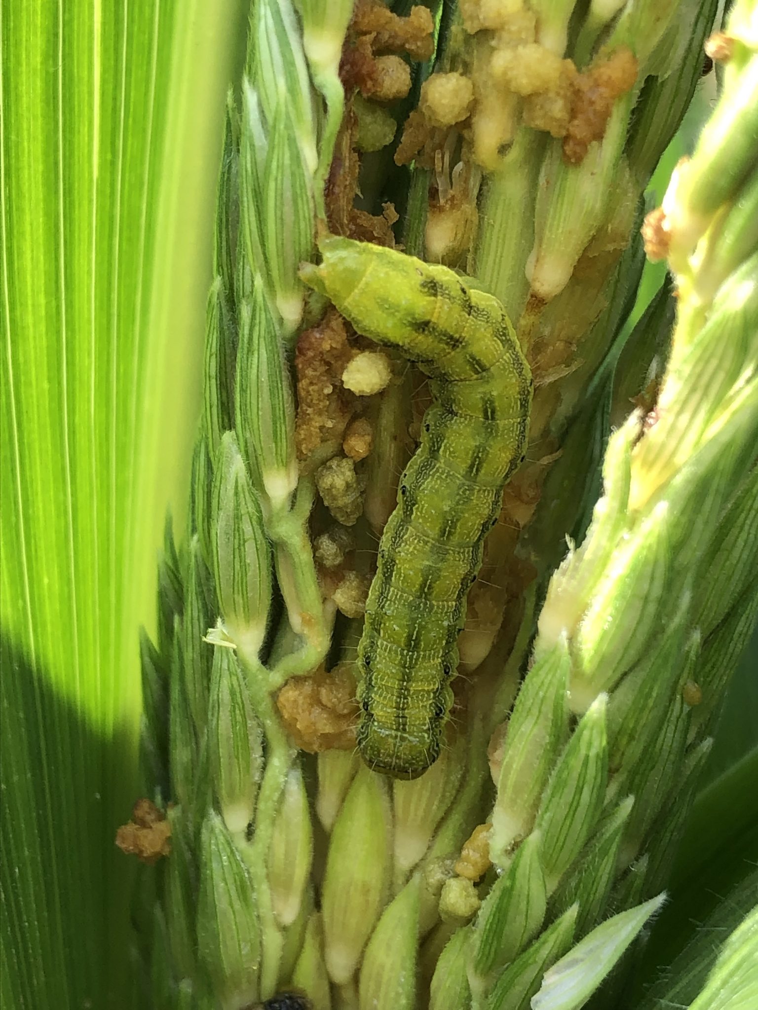 Get a Grip on Summer Garden Pests | The Bibb Voice