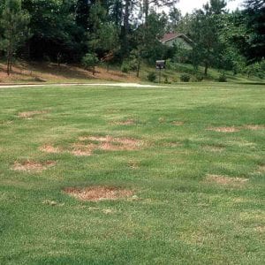 Control of Spring Dead Spot and Bermudagrass Decline - Alabama ...