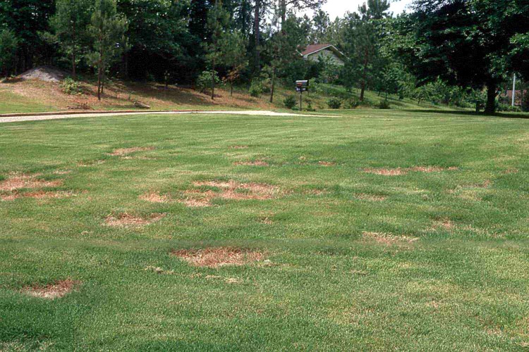 Control of Spring Dead Spot and Bermudagrass Decline - Alabama ...