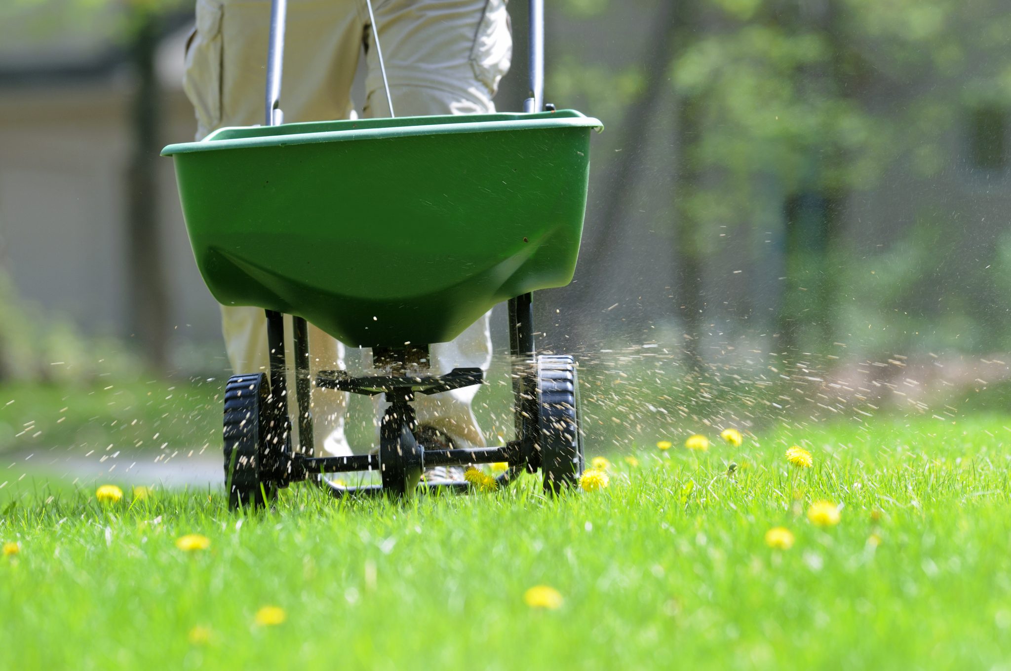 Home Lawn Maintenance - Alabama Cooperative Extension System