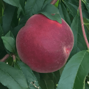 Advanced peach selections being tested for Alabama growers - Fruit ...