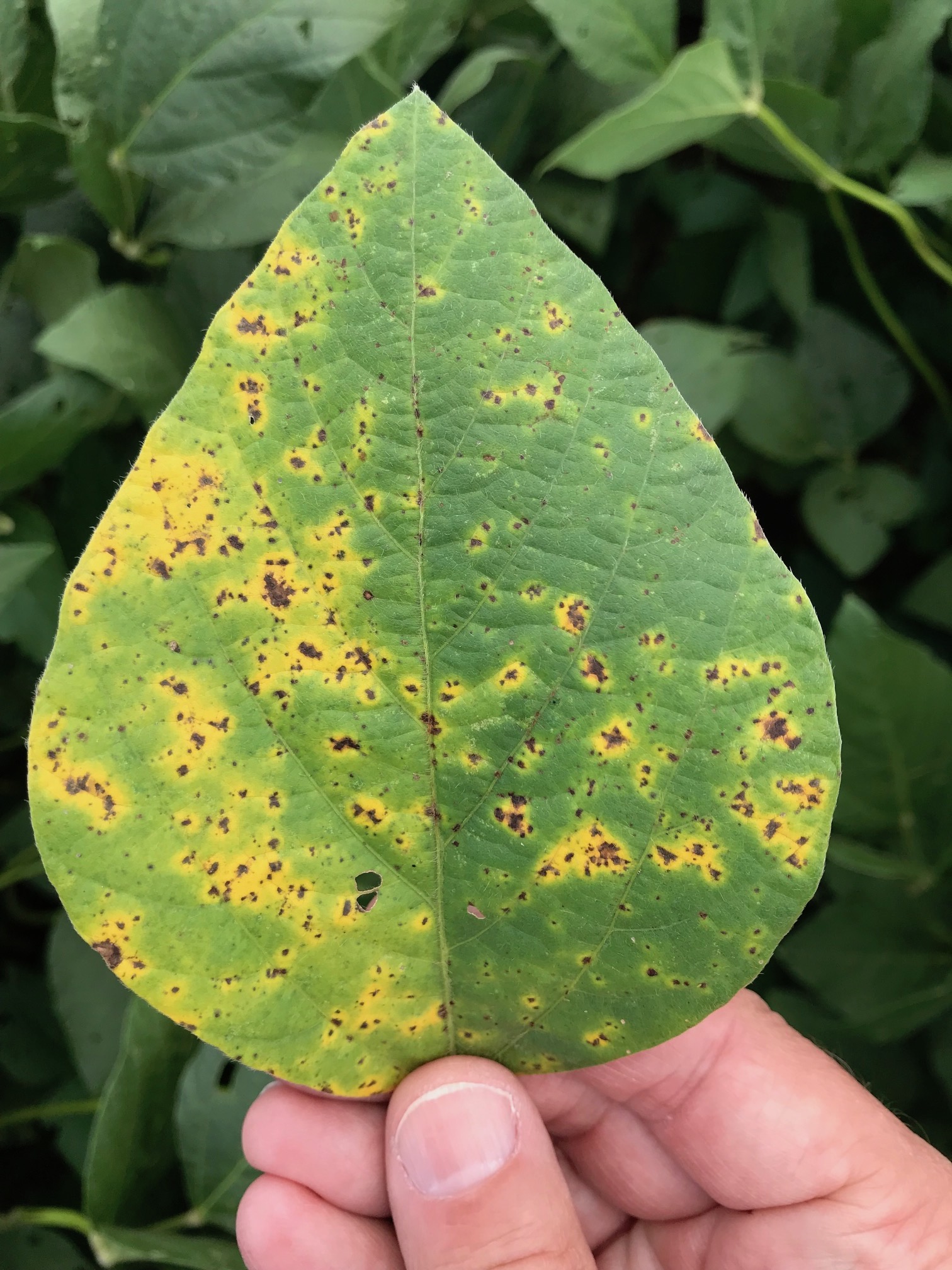 Septoria Brown Spot on Soybeans - Alabama Cooperative Extension System