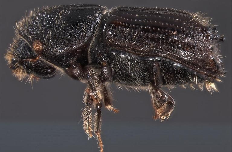 Managing Pine Bark Beetles in Urban Forests - Alabama Cooperative ...