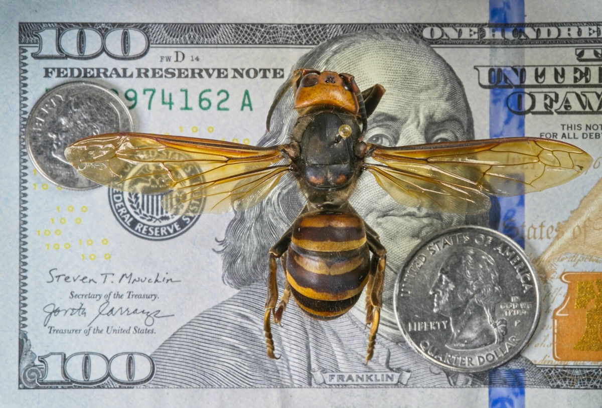 Cicada Killers: The Asian Giant Hornet Look-alike - Alabama Cooperative ...