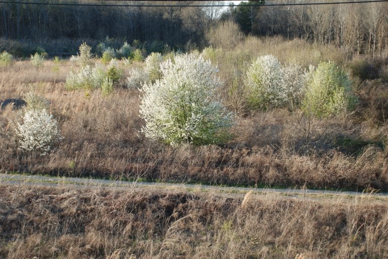 Callery Pear: History, Identification, and Control - Alabama ...