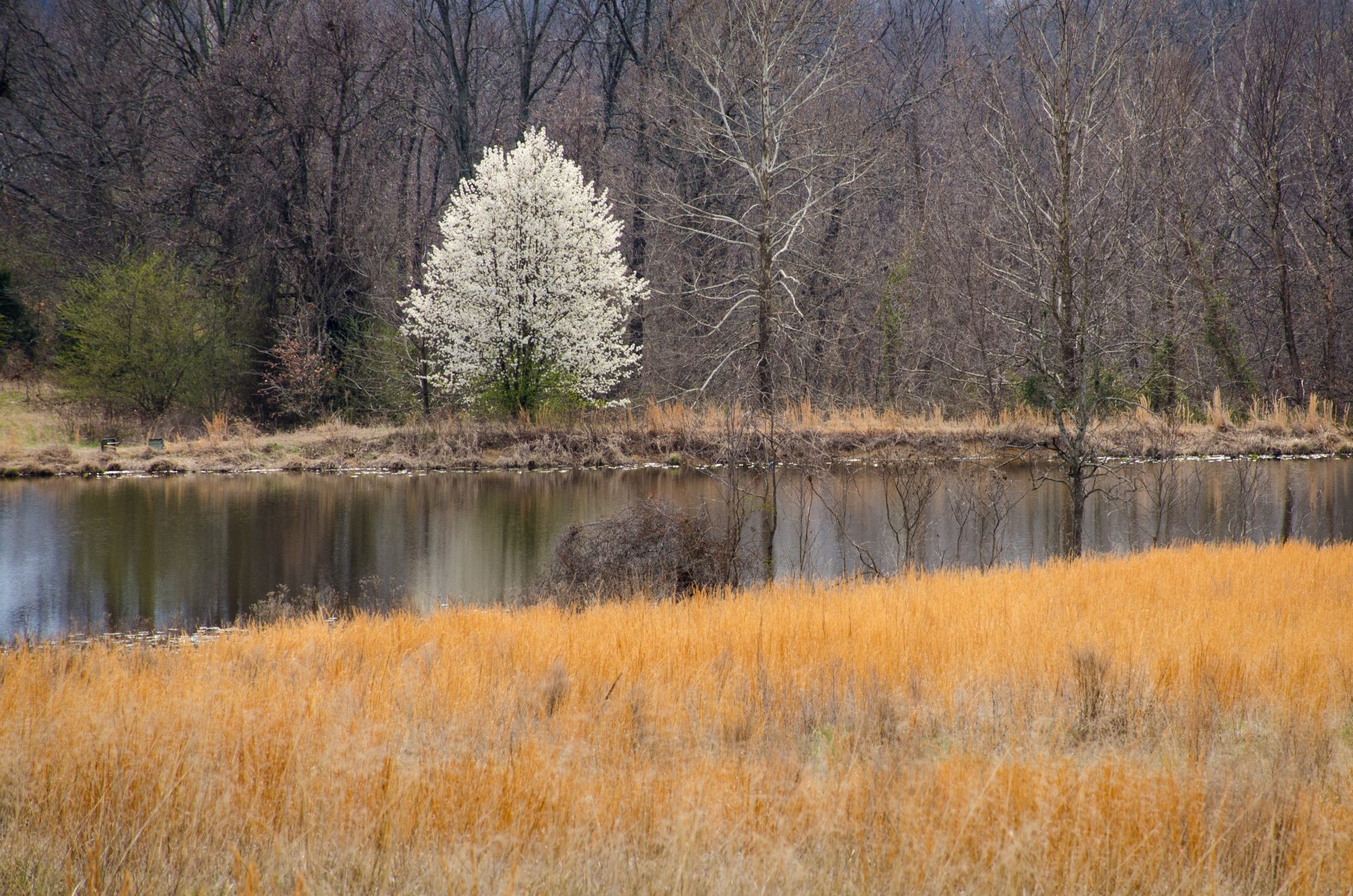 Callery Pear: History, Identification, and Control - Alabama ...