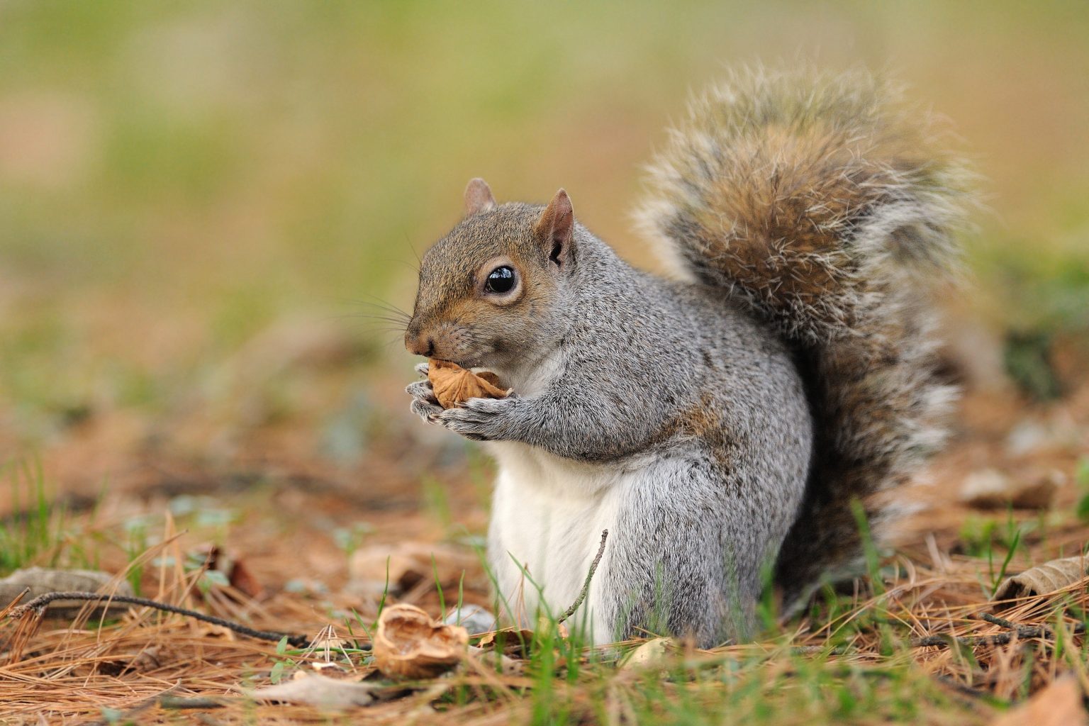 Controlling Eastern Gray Squirrel Damage - Alabama Cooperative ...