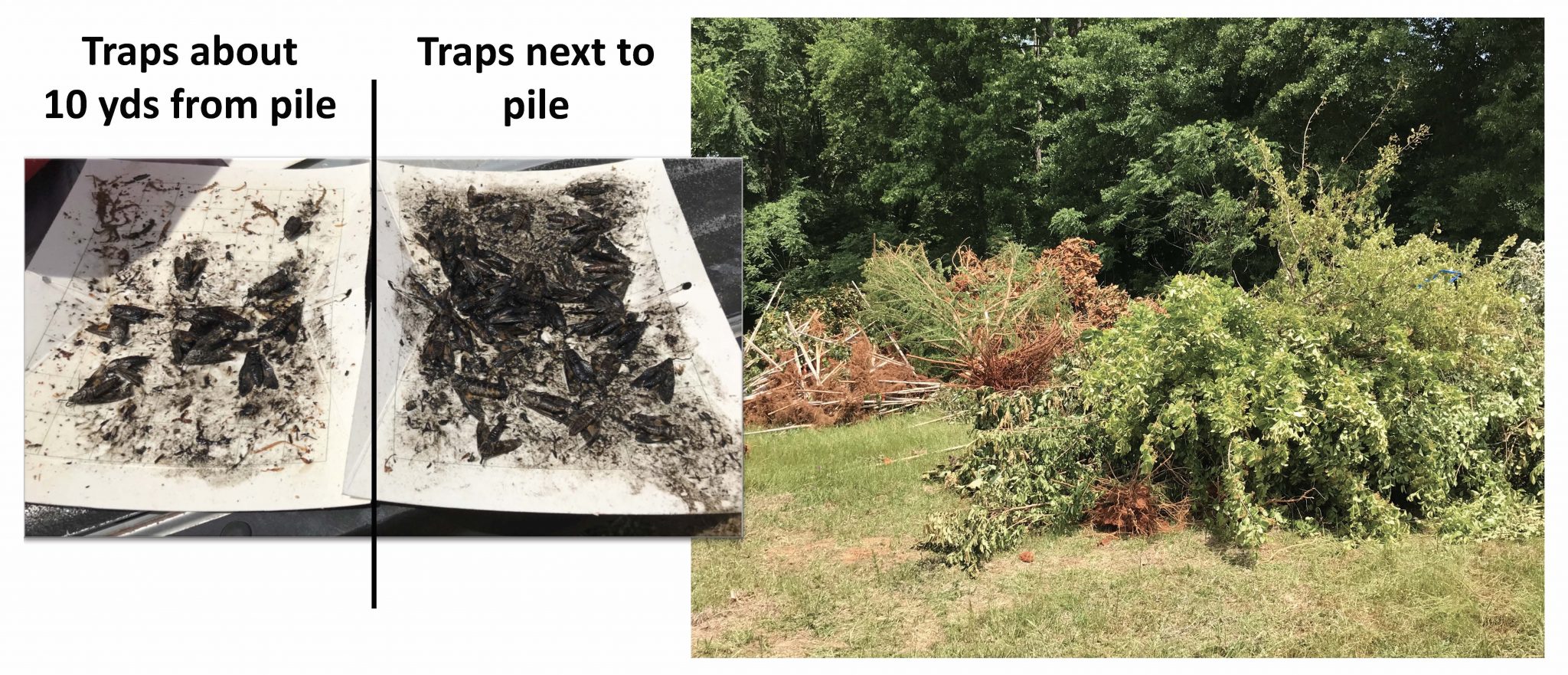 Borer Pests of Woody Ornamental Plants - Alabama Cooperative Extension ...
