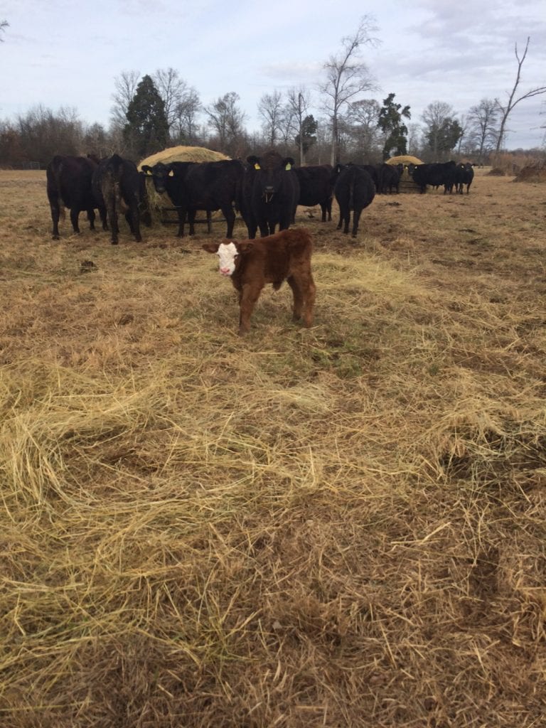 Quick Tips for Wintering Beef Cattle in Alabama - Alabama Cooperative ...