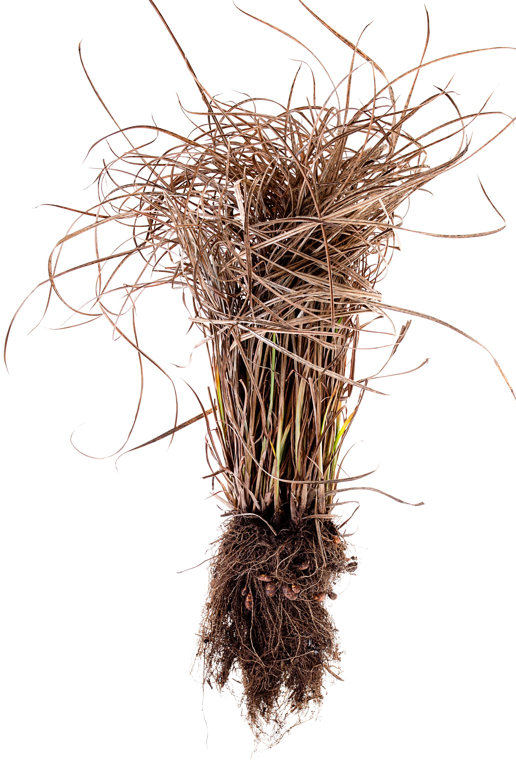 Supplemental Food Plots: Growing Chufa for Wild Turkey - Alabama ...