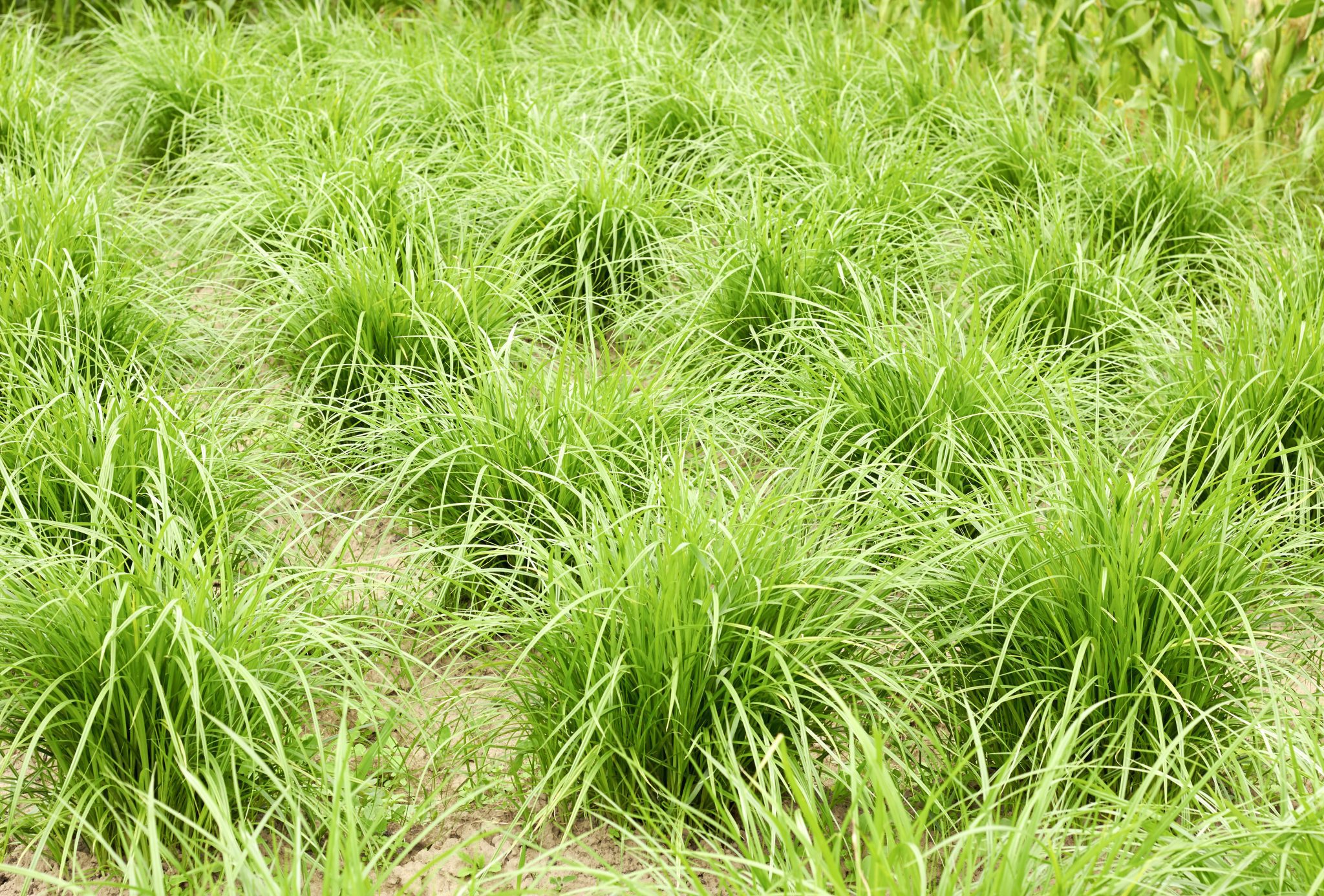 Supplemental Food Plots: Growing Chufa for Wild Turkey - Alabama ...