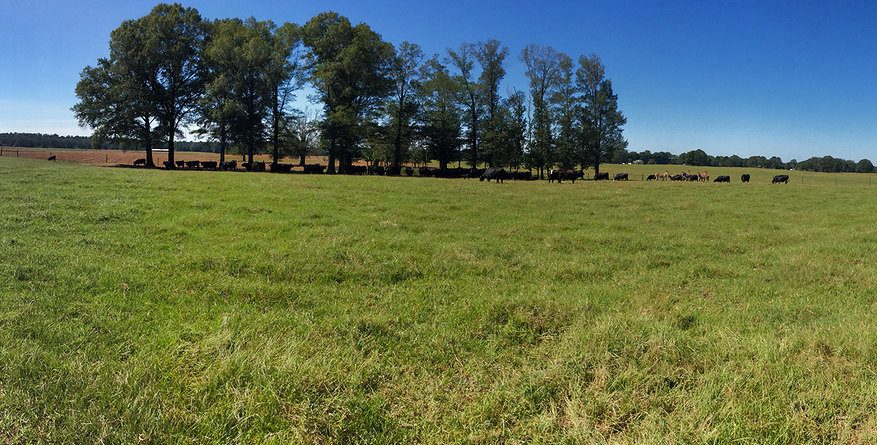 Pasture And Grazing Management Guide Alabama Cooperative Extension System