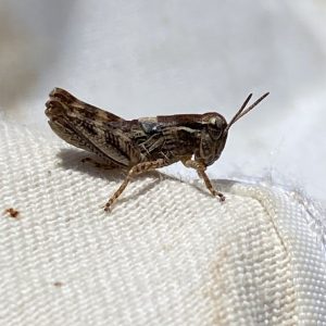 Insect Pests of Cotton: Grasshoppers - Alabama Cooperative Extension System