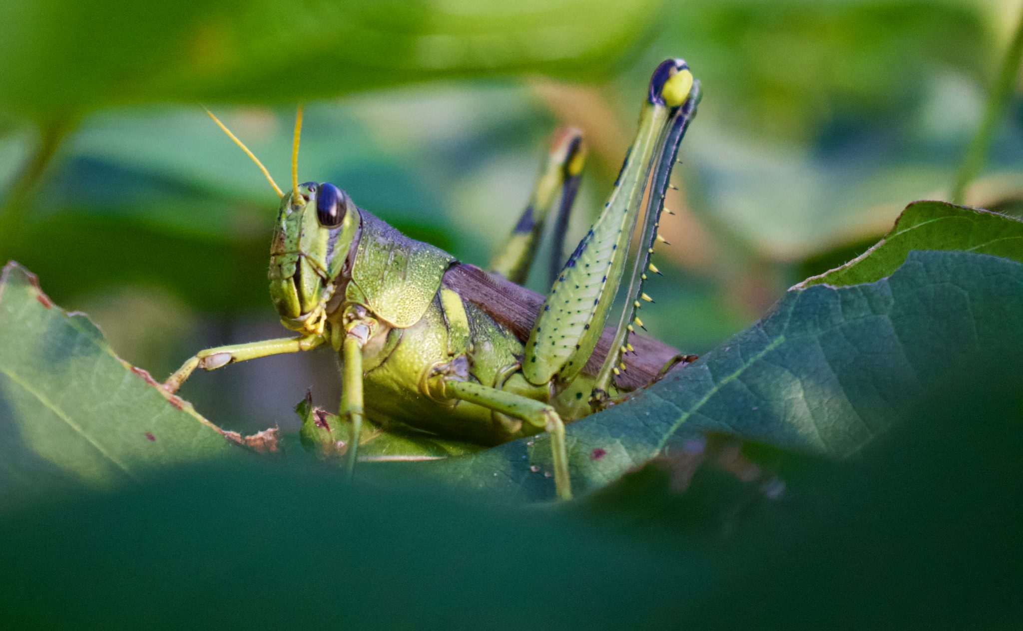 Grasshopper Eggs Hatch