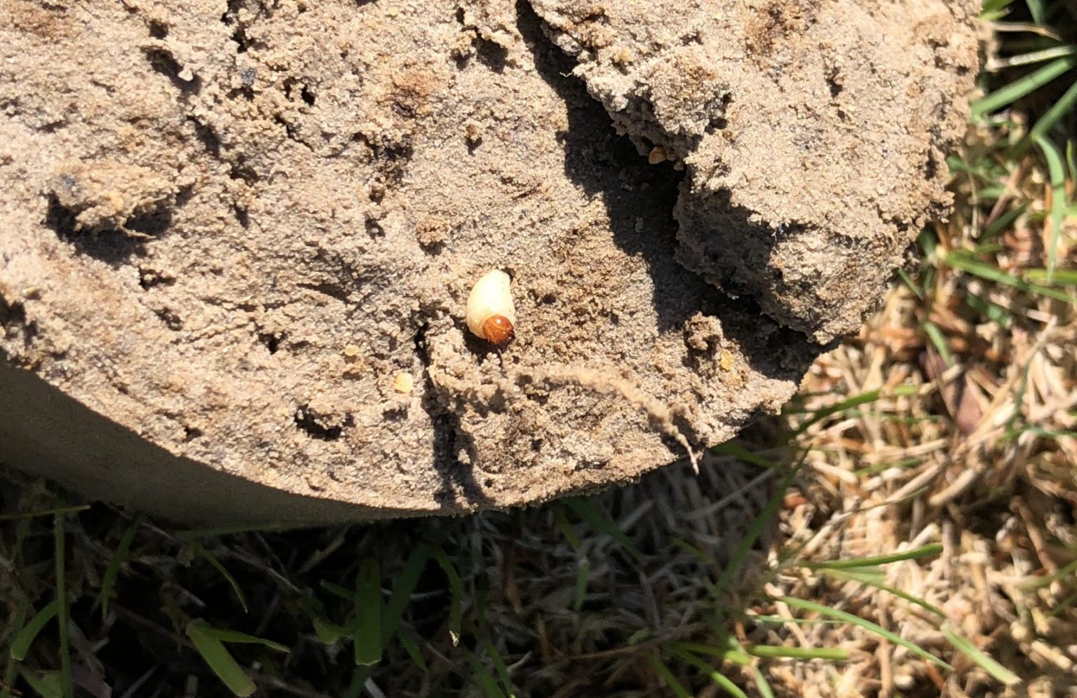 Billbugs in Turf - Alabama Cooperative Extension System