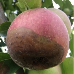 Bitter Rot in Fruit - Alabama Cooperative Extension System