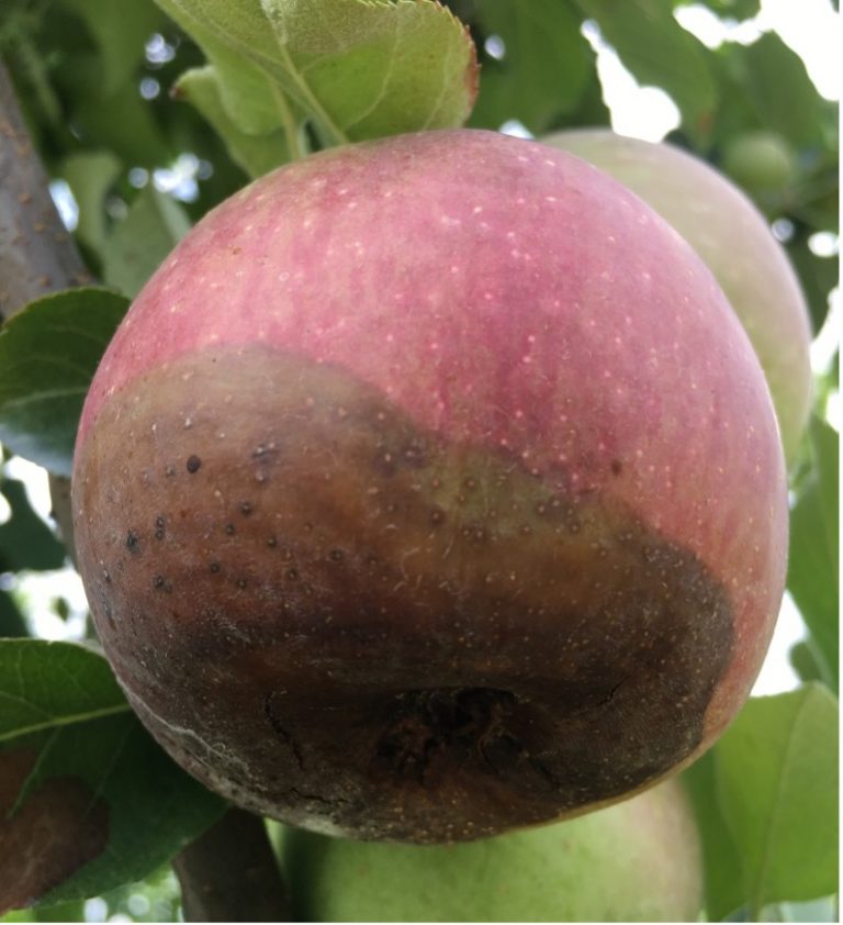 Bitter Rot in Fruit - Alabama Cooperative Extension System