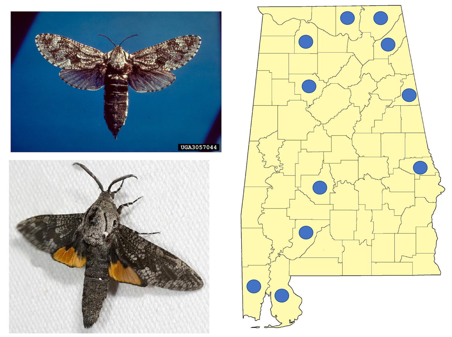 Carpenterworms in Nursery Trees - Alabama Cooperative Extension System