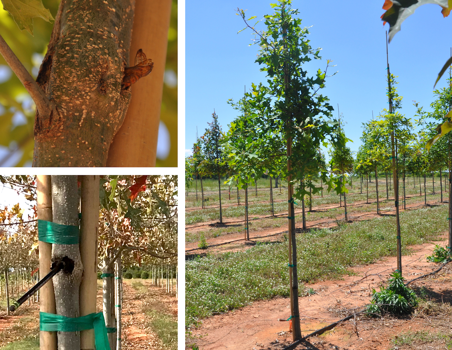 Carpenterworms in Nursery Trees - Alabama Cooperative Extension System