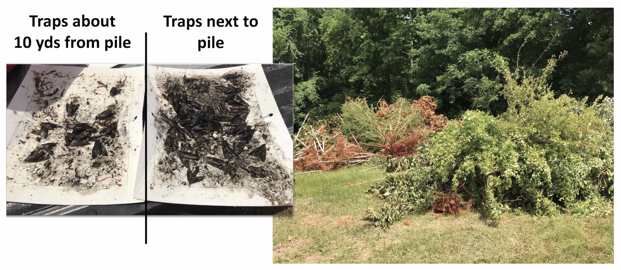 Carpenterworms in Nursery Trees - Alabama Cooperative Extension System