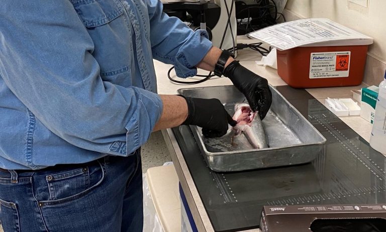 Antibiotic Feeds for Catfish Farmers - Alabama Cooperative Extension System