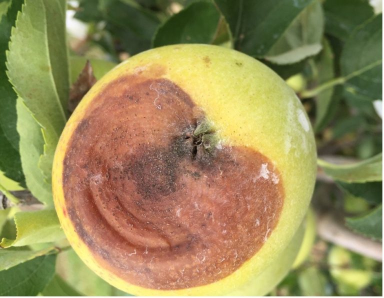 Bitter Rot in Fruit - Alabama Cooperative Extension System