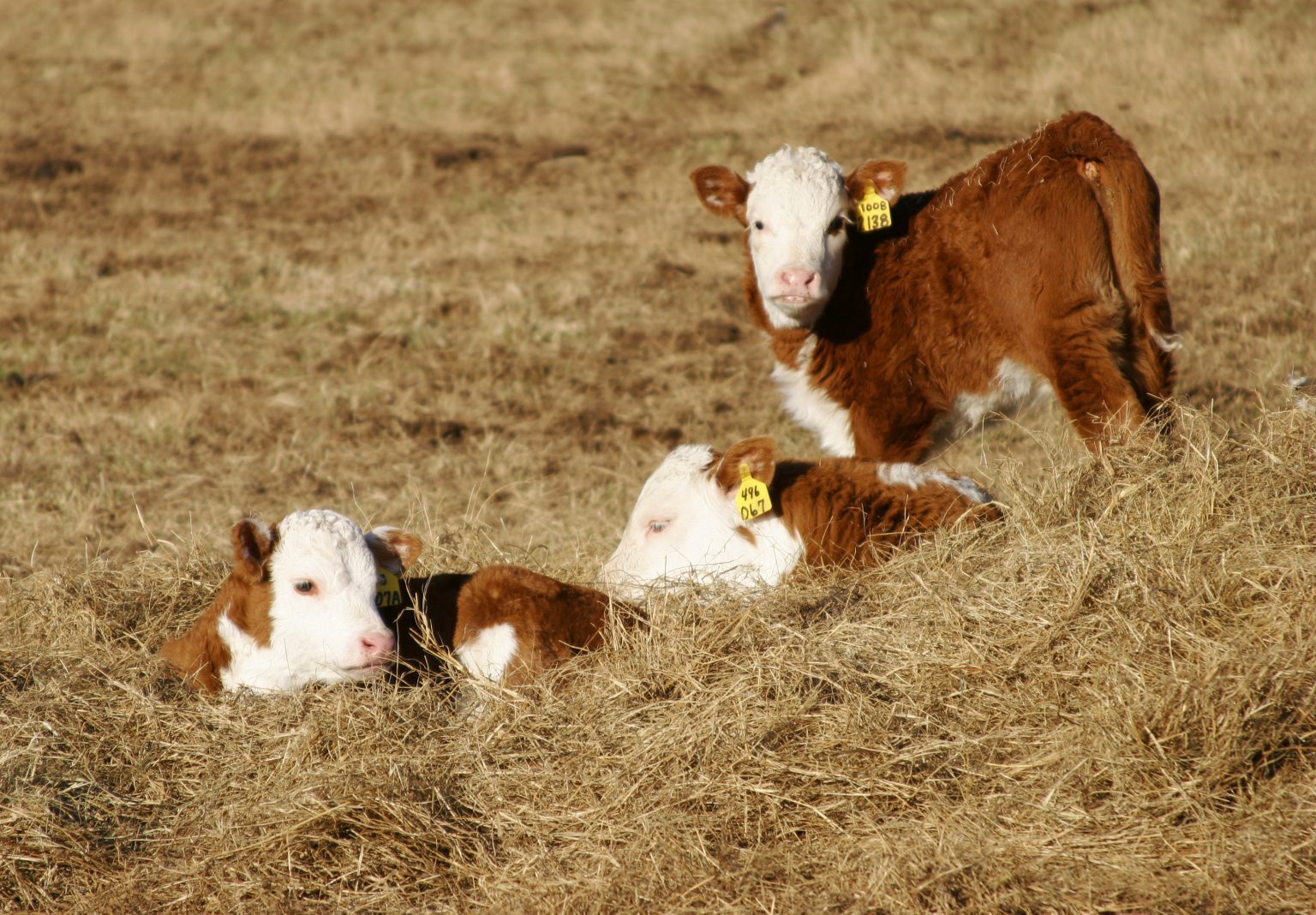 Managing and Measuring Reproduction in the Beef Cow Herd - Alabama ...